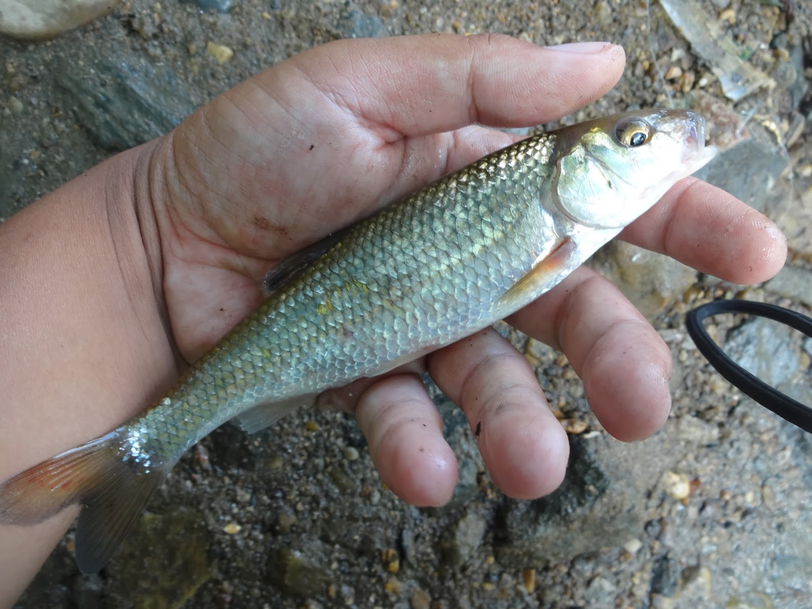 Extreme Philly Fishing: Statistical Fishing Chart for 2013 (COMPLETE)